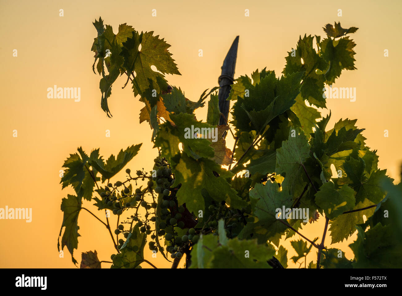 Grape vines at sunrise in vineyard along Montepulciano, Tuscany, Italy ...