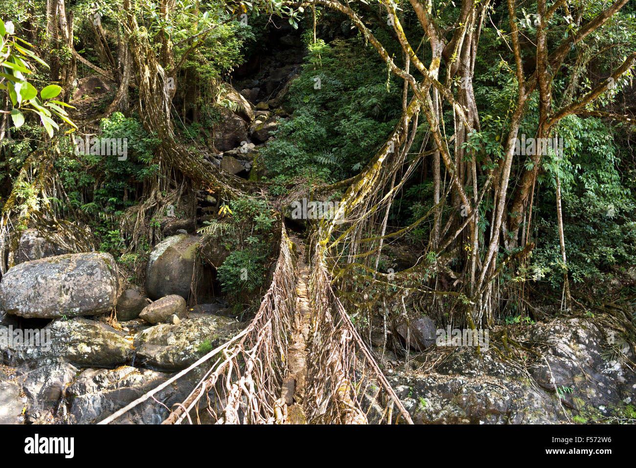 living bridge is made out of the indian rubber tree roots to cross ...