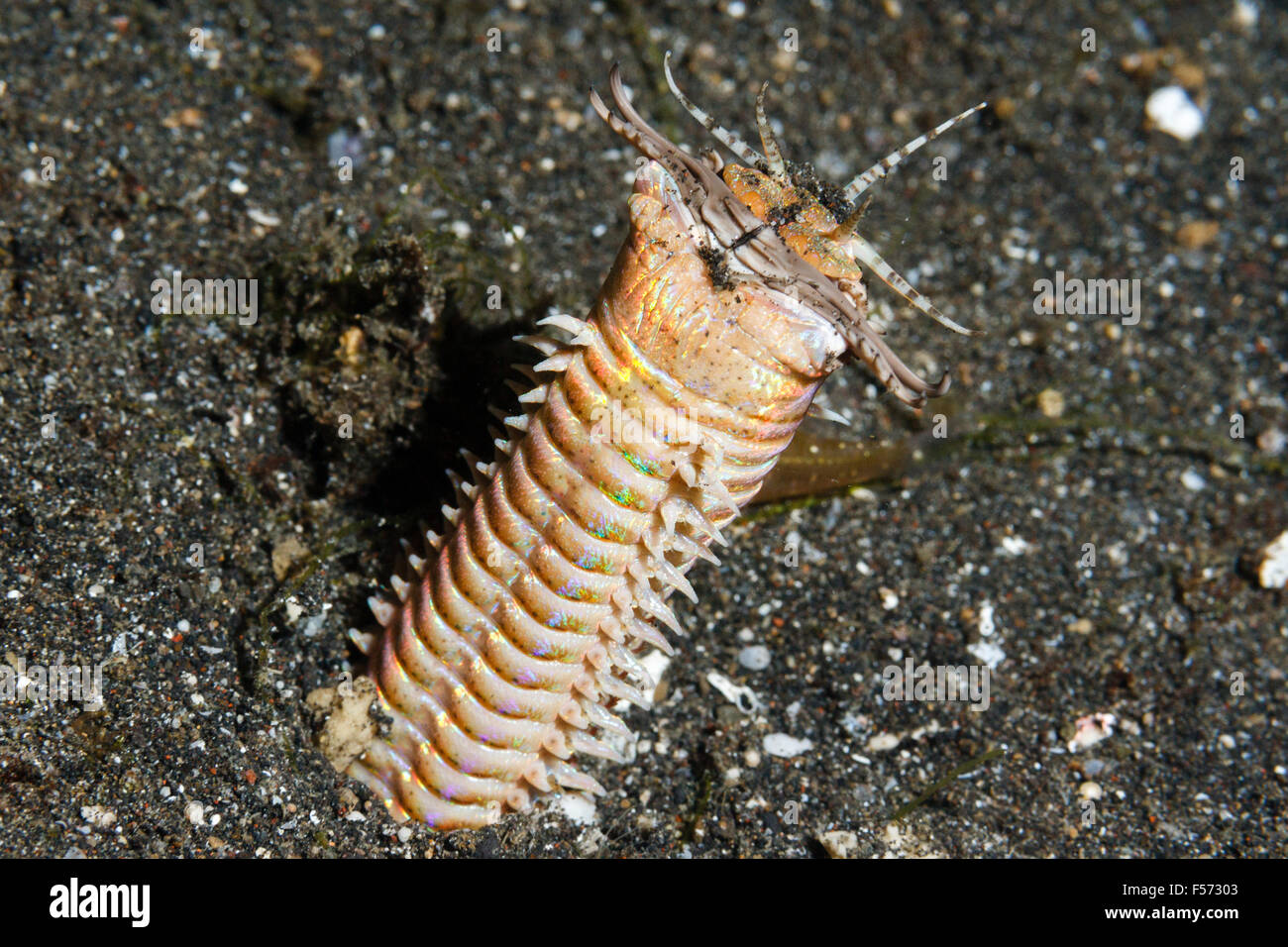 Bobbit worm (Eunice aphroditois) Lembeh Strait, Indonesia Stock Photo ...