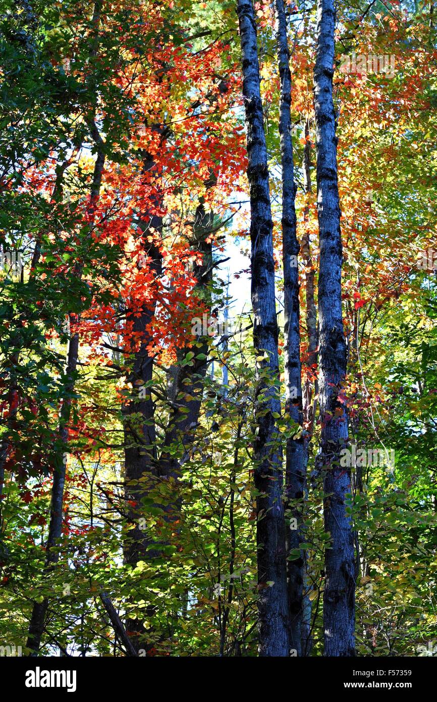 The Forest in its Fall Colors Stock Photo - Alamy