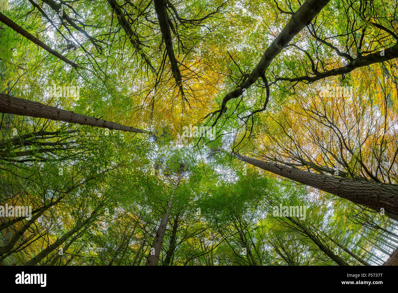 Beech and pine hi-res stock photography and images - Alamy