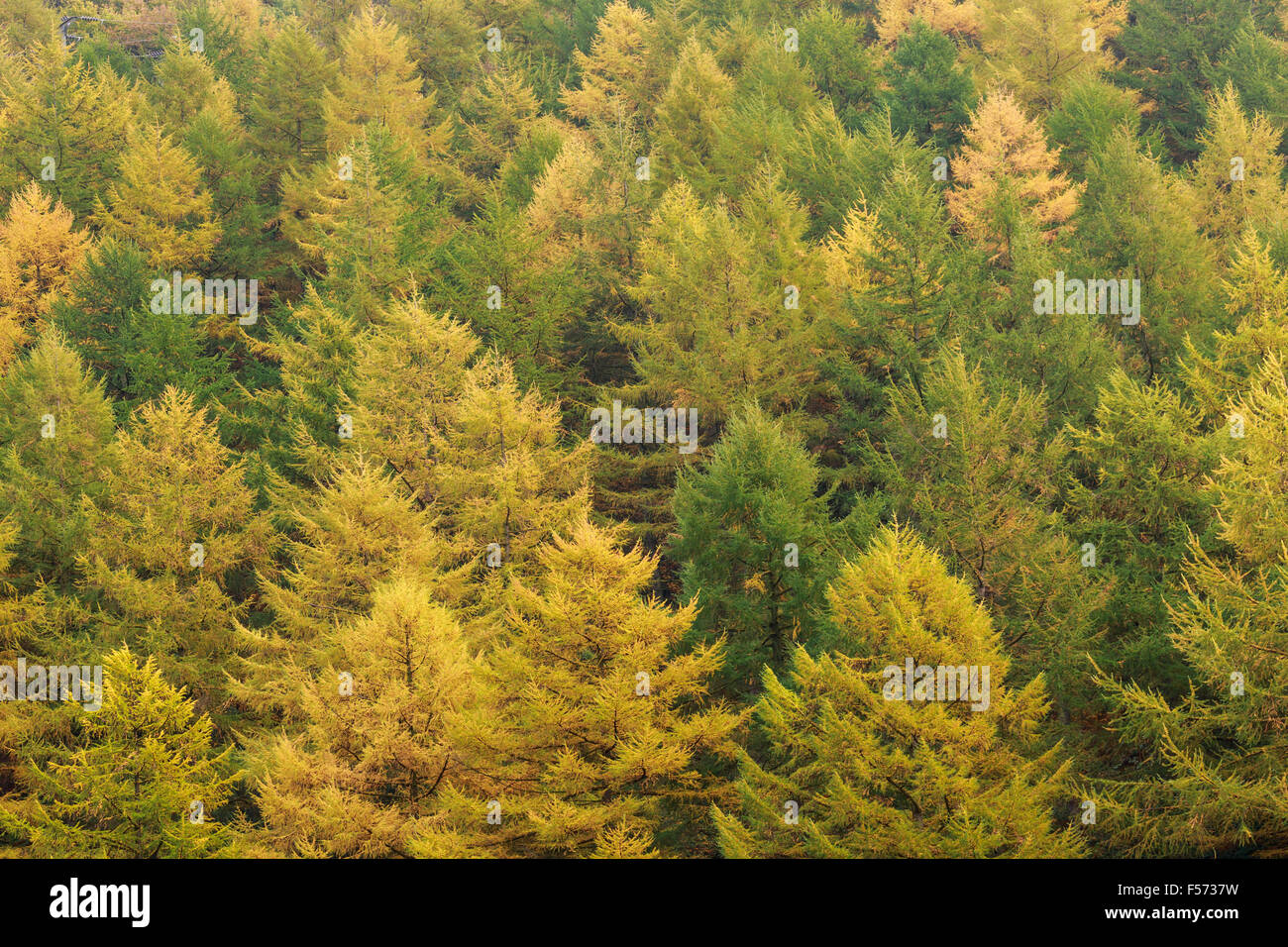 Larch hi-res stock photography and images - Alamy
