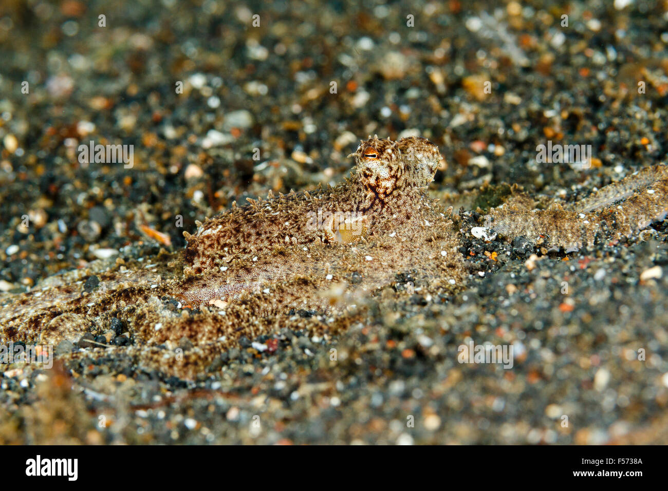 Long arm octopus defilippi hi-res stock photography and images - Alamy