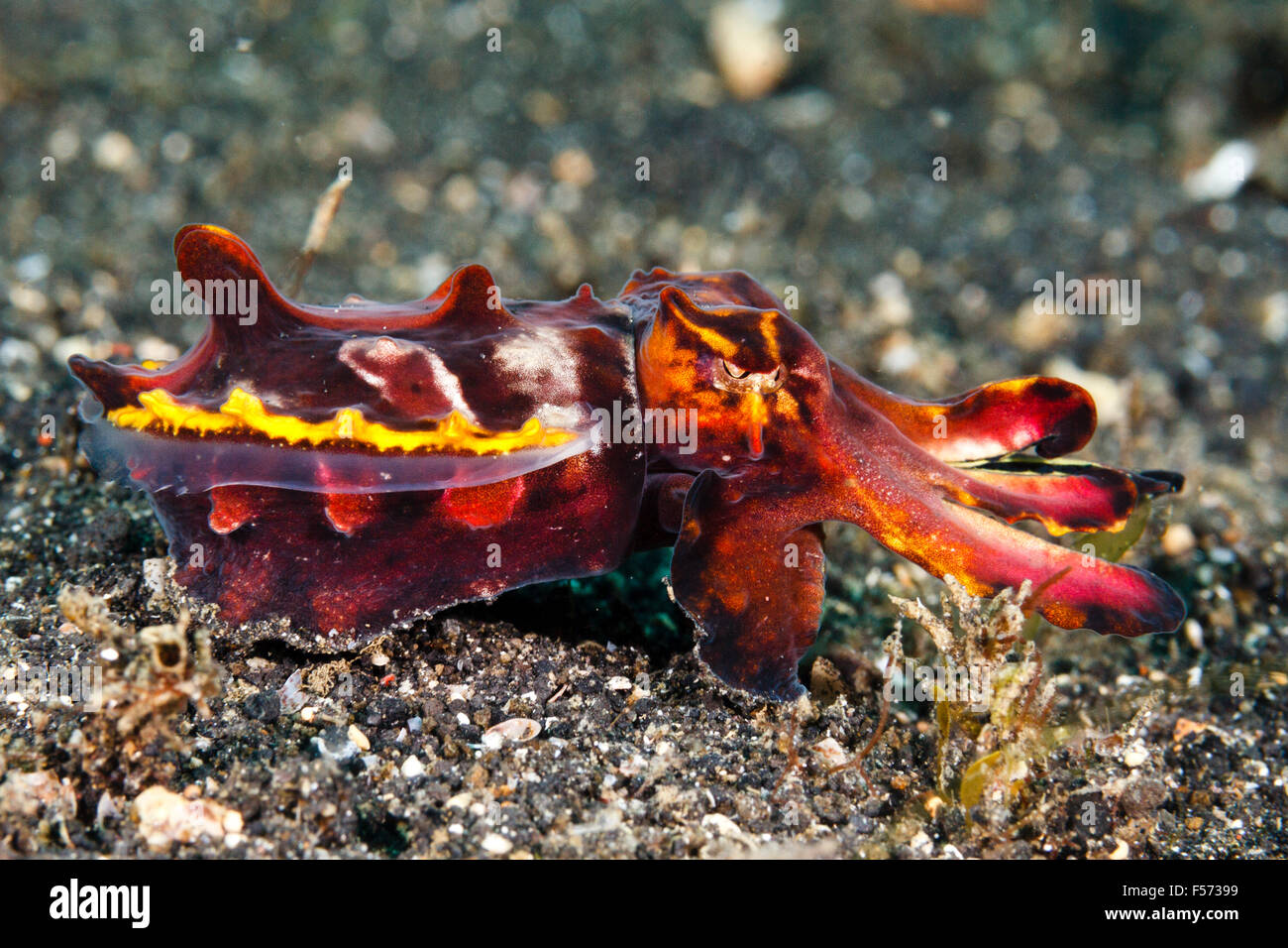 Flamboyant cuttlefish (Metasepia pfefferi) Lembeh Strait, Indonesia ...