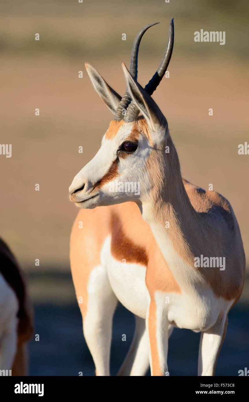 Springbok Head Stock Photos & Springbok Head Stock Images - Alamy