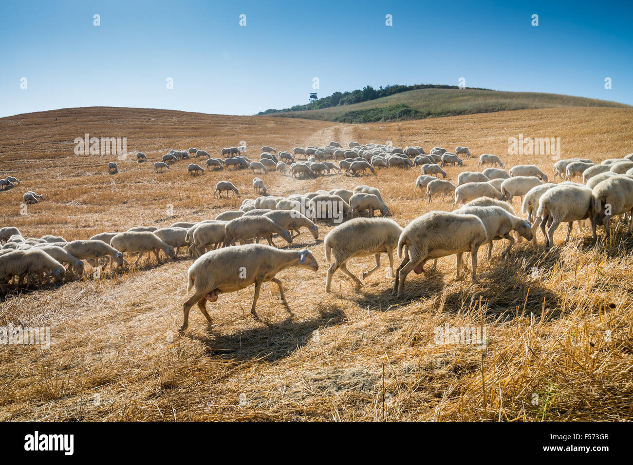 Domestic scene in tuscany hi-res stock photography and images - Alamy