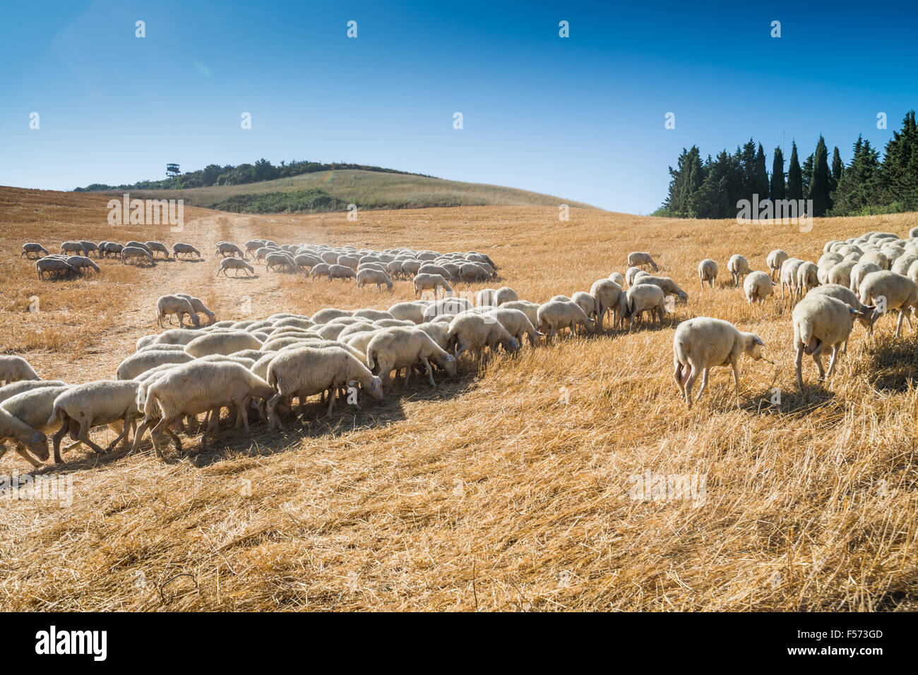 Domestic scene in tuscany hi-res stock photography and images - Alamy