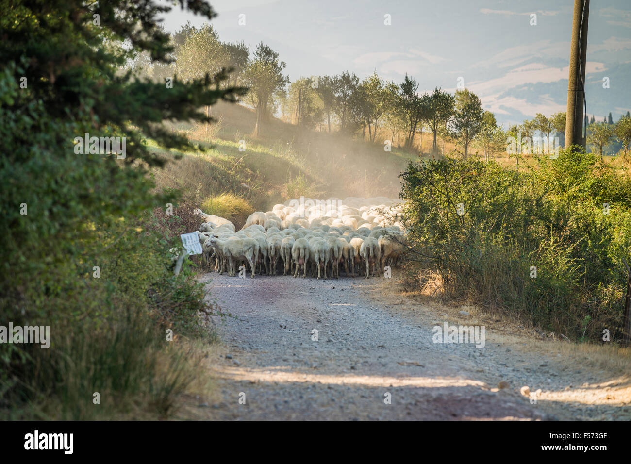 Domestic scene in tuscany hi-res stock photography and images - Alamy