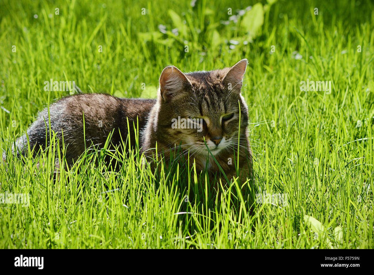 Cat in meadow hi-res stock photography and images - Alamy