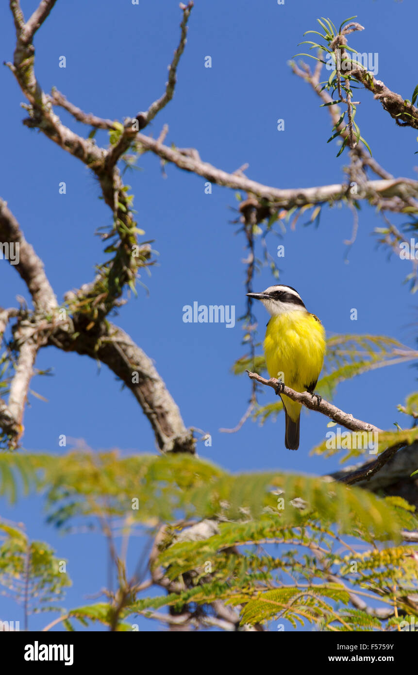 yellow bird flapping its wings in Paraty in Brazil Stock Photo - Alamy