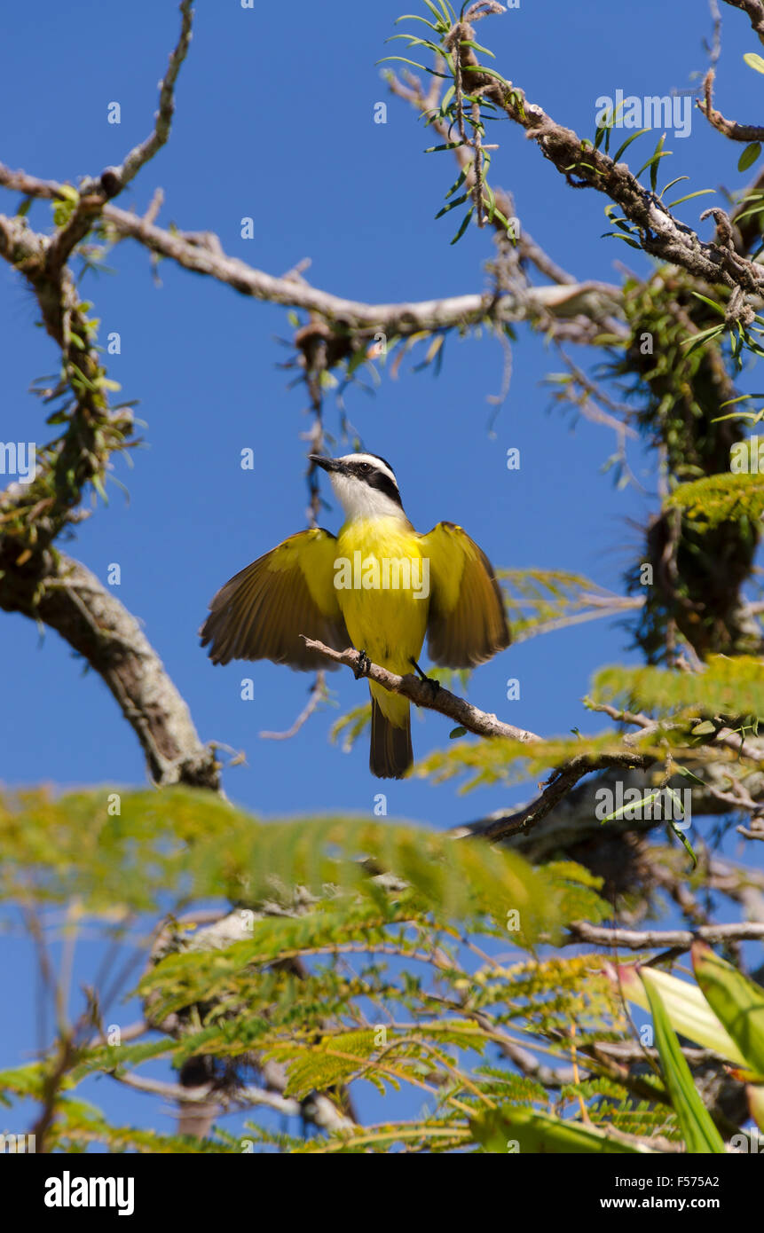 yellow bird flapping its wings in Paraty in Brazil Stock Photo - Alamy