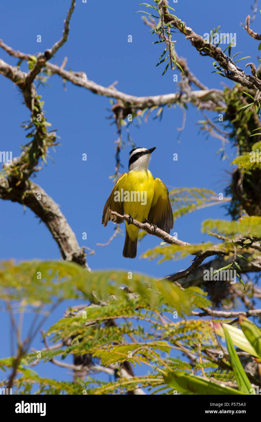 yellow bird flapping its wings in Paraty in Brazil Stock Photo - Alamy