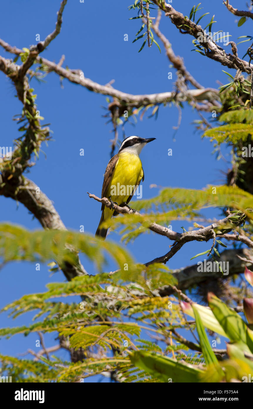 yellow bird flapping its wings in Paraty in Brazil Stock Photo - Alamy