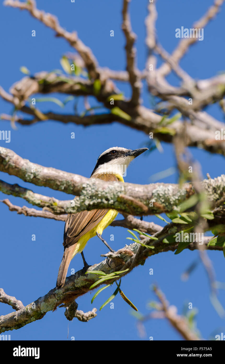 yellow bird flapping its wings in Paraty in Brazil Stock Photo - Alamy