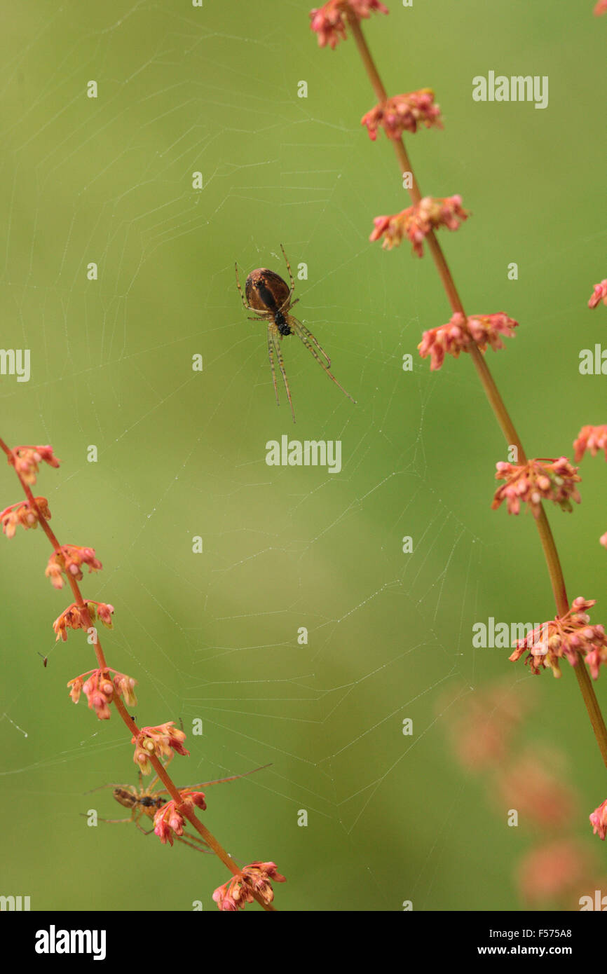 Orb Web Spider Stock Photo - Alamy