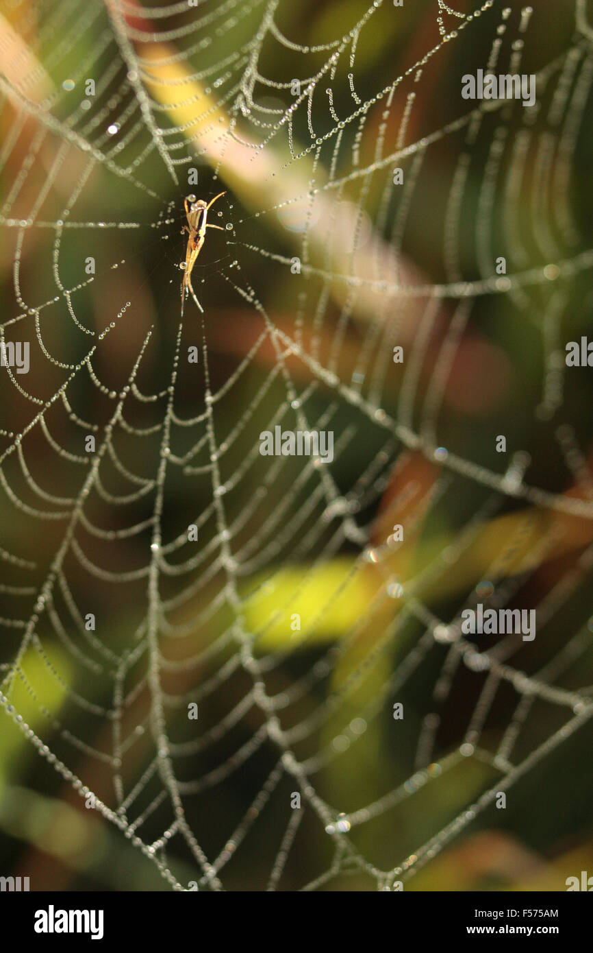 Webspinner insect hi-res stock photography and images - Alamy