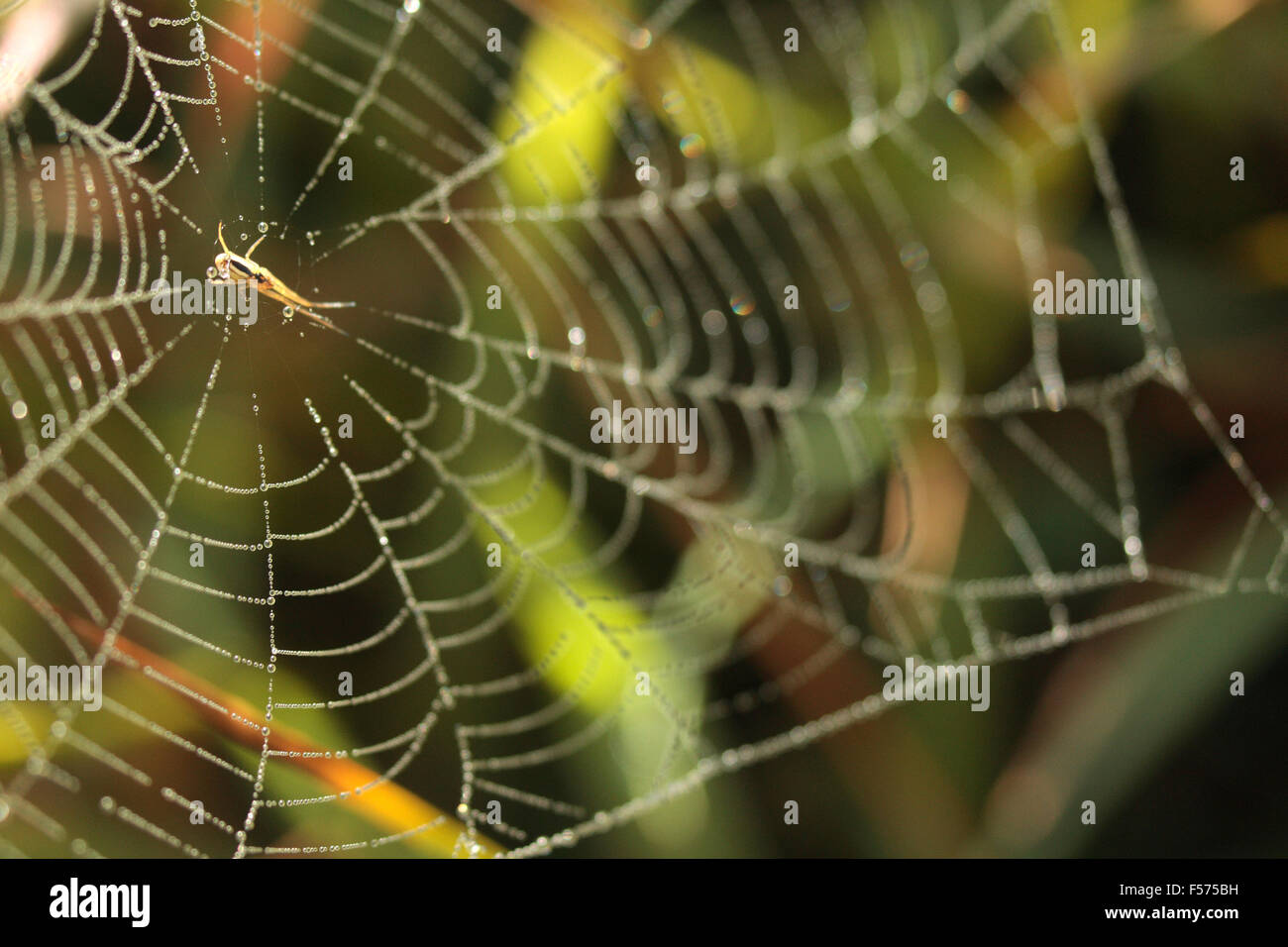 Orb Web Spider Stock Photo - Alamy