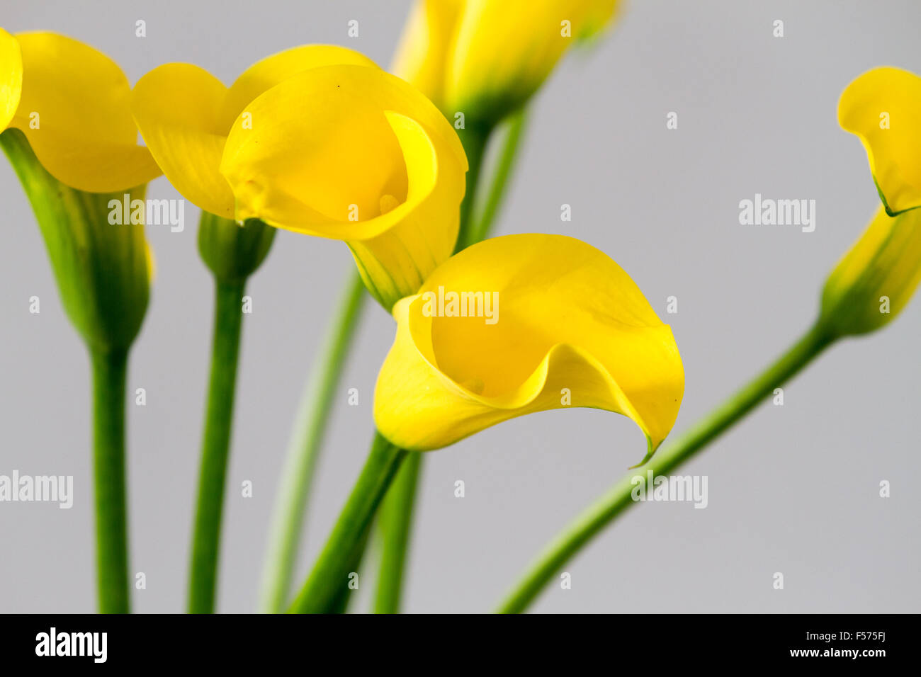 Bouquet of yellow Calla lilies (Zantedeschia Stock Photo - Alamy