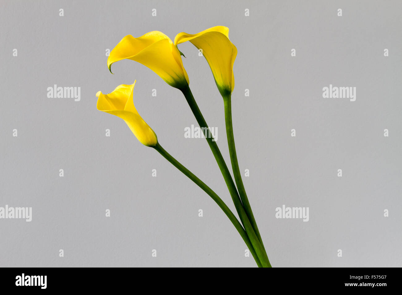Bouquet of yellow Calla lilies (Zantedeschia Stock Photo - Alamy