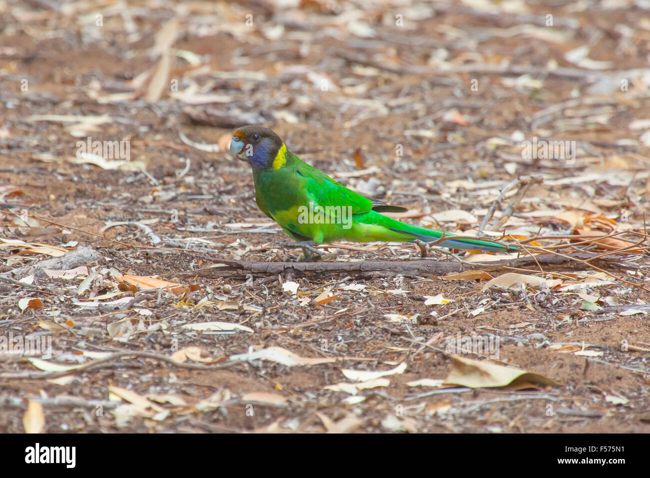 Australian Ringneck (Barnardius zonarius Stock Photo - Alamy
