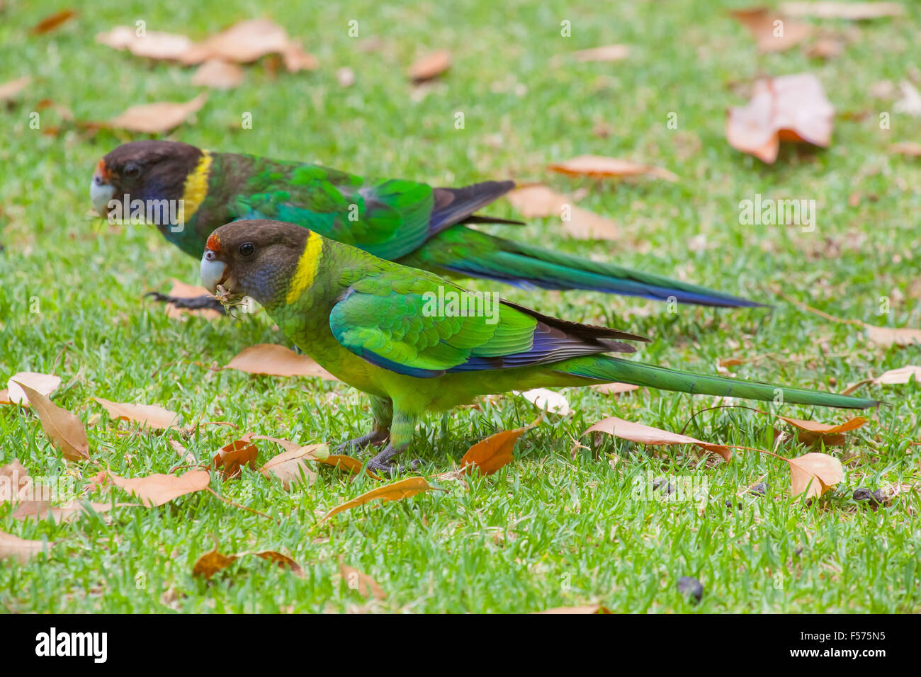 Australian Ringneck (Barnardius zonarius Stock Photo - Alamy
