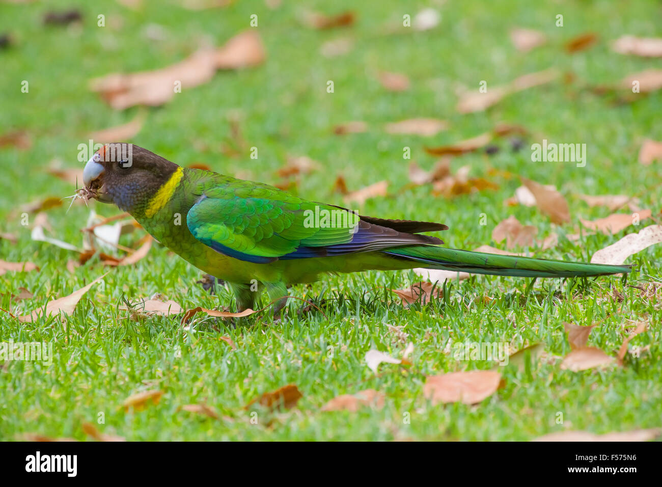 Australian ringneck hi-res stock photography and images - Alamy