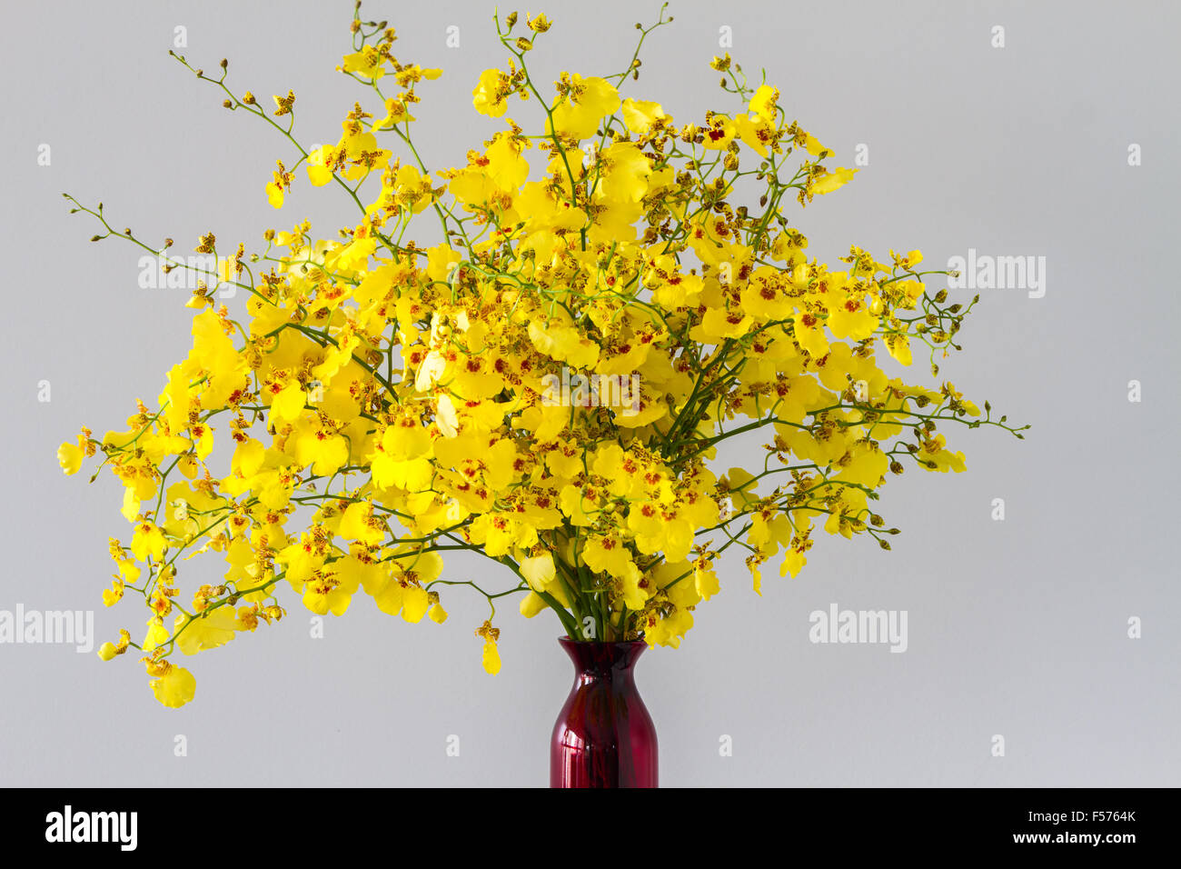 Yellow Orchid Flower Images