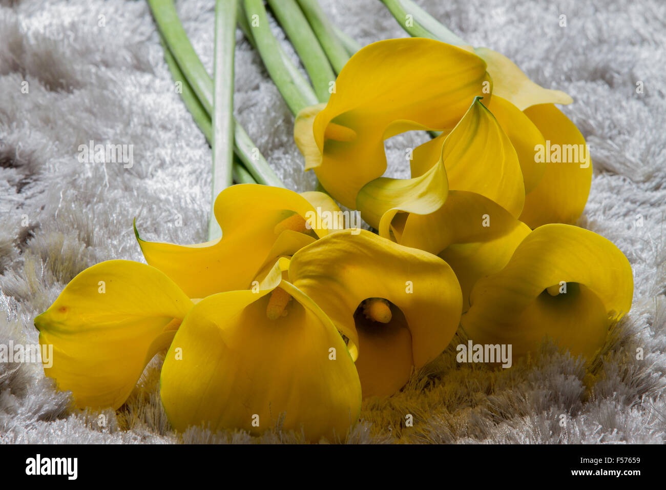 Bouquet of yellow Calla lilies (Zantedeschia Stock Photo - Alamy
