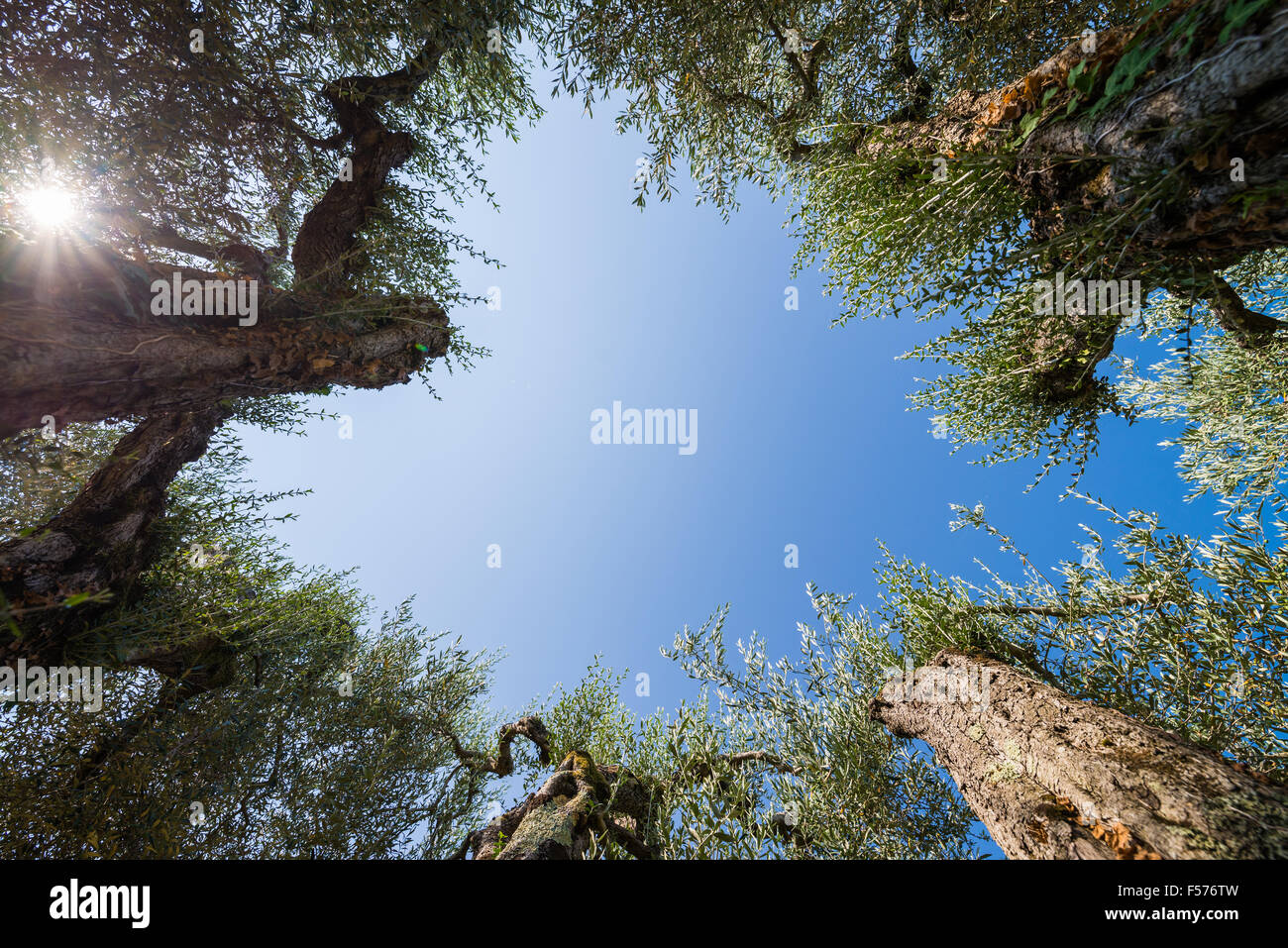 crown of olive trees, Italy Stock Photo - Alamy