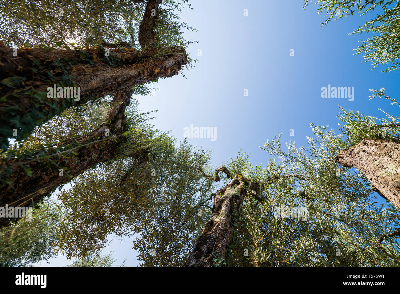 crown of olive trees, Italy Stock Photo - Alamy
