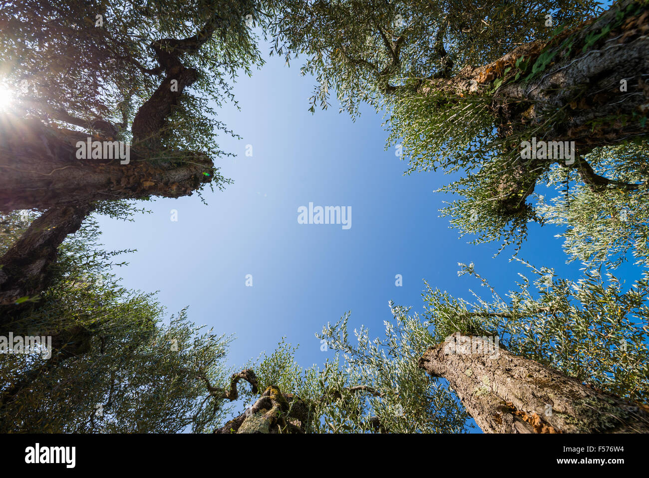 crown of olive trees, Italy Stock Photo - Alamy