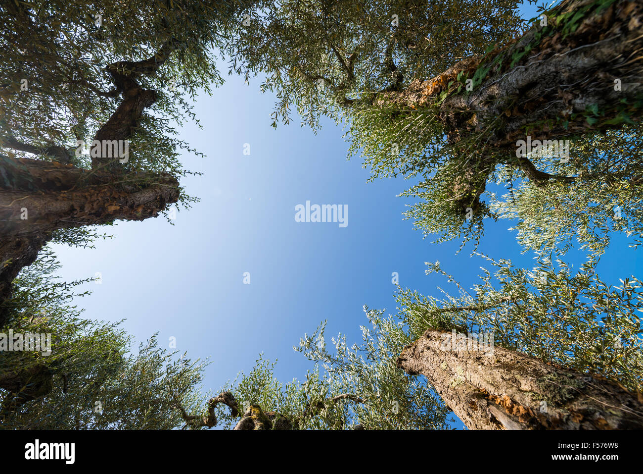 crown of olive trees, Italy Stock Photo - Alamy
