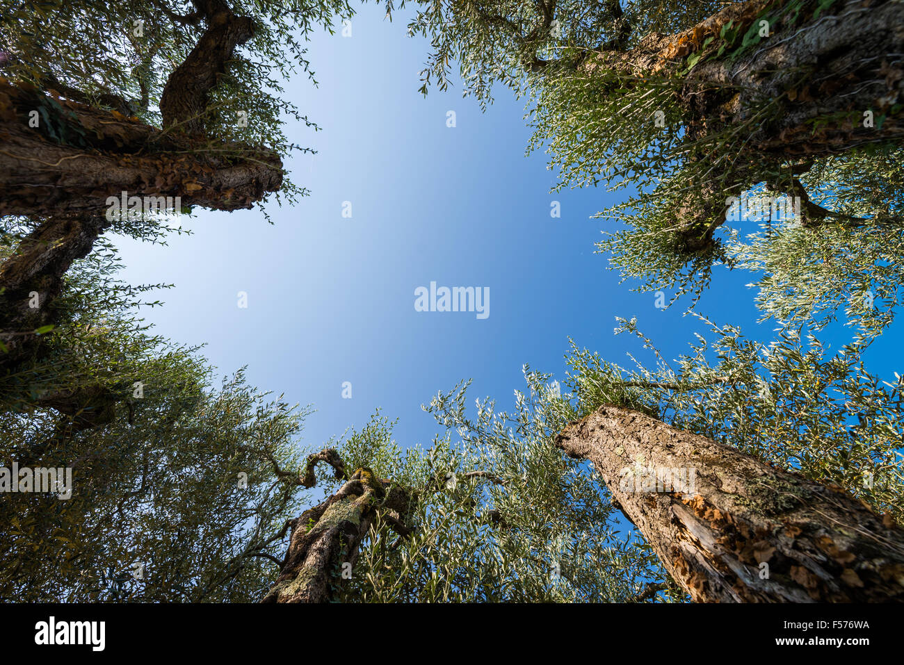 crown of olive trees, Italy Stock Photo - Alamy