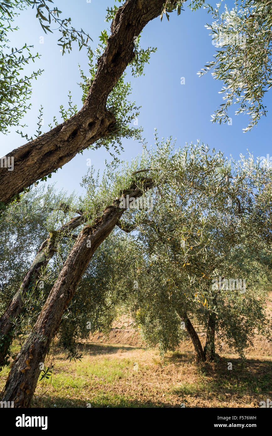 crown of olive trees, Italy Stock Photo - Alamy