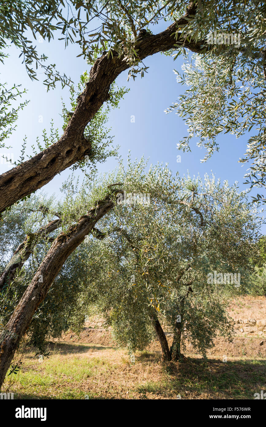 crown of olive trees, Italy Stock Photo - Alamy