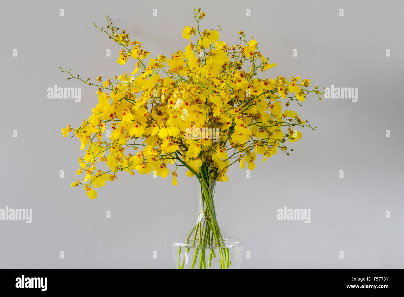 Small yellow orchid flowers in a vase Stock Photo - Alamy