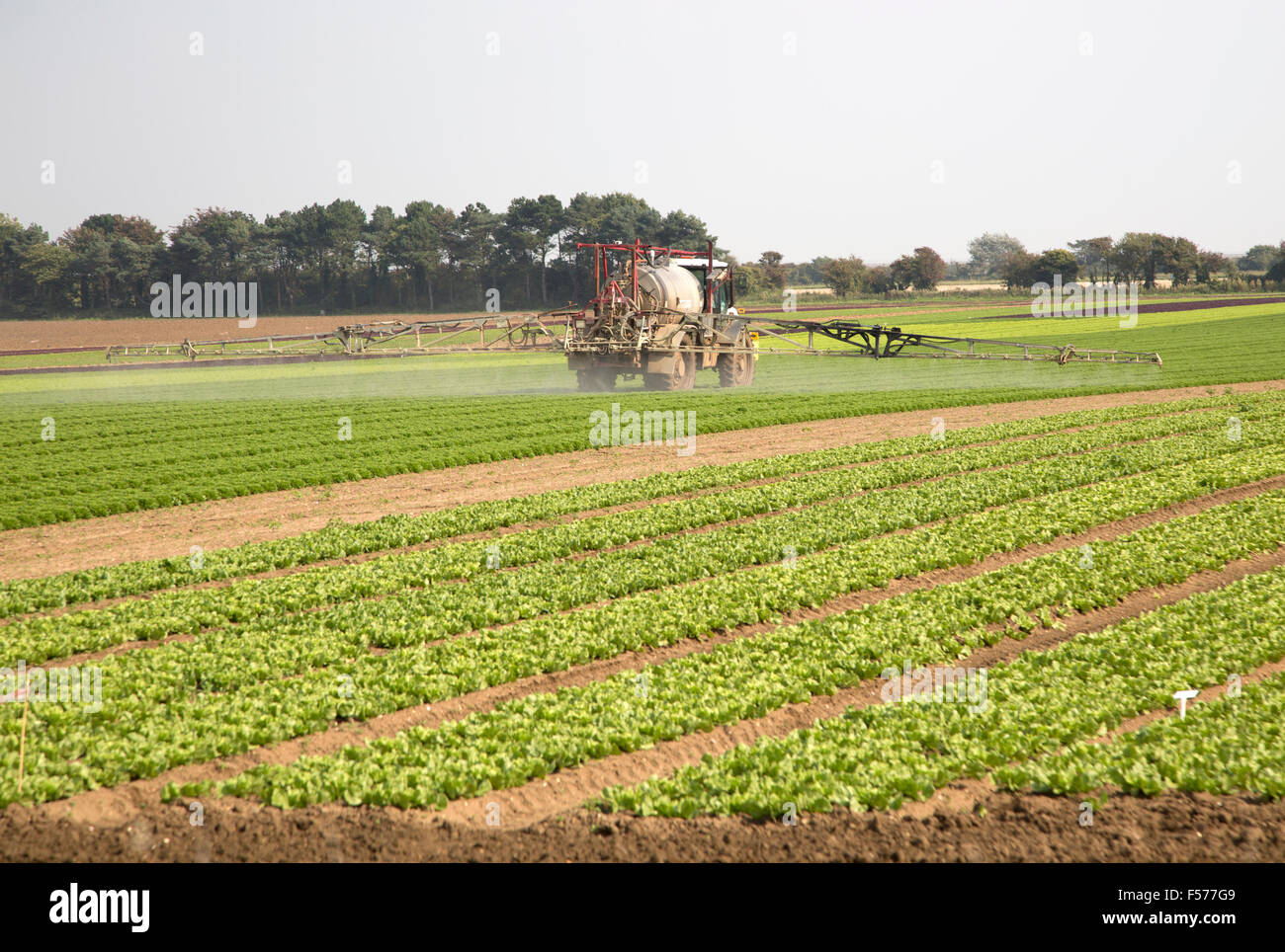 Sprayer spraying lettuce crop, Bawdsey, Suffolk, England, UK Stock ...