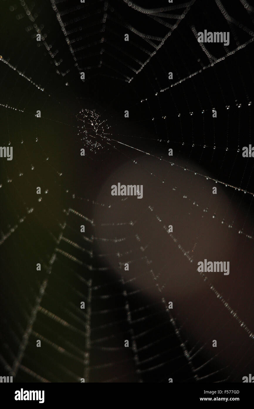 Orb Web Spider Stock Photo - Alamy