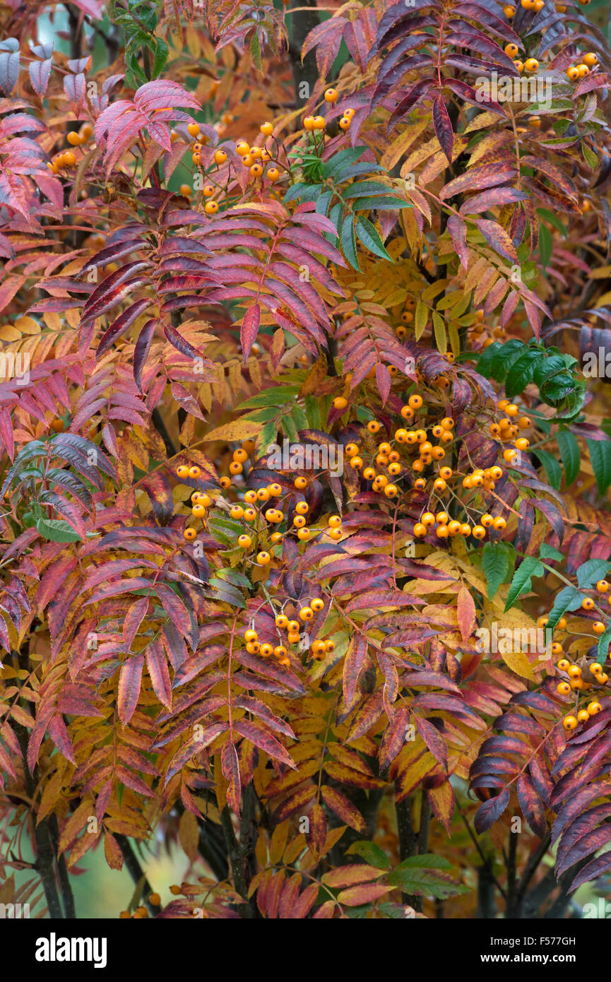 Sorbus aucuparia 'Autumn Spire’. Rowan / Mountain Ash in autumn with ...
