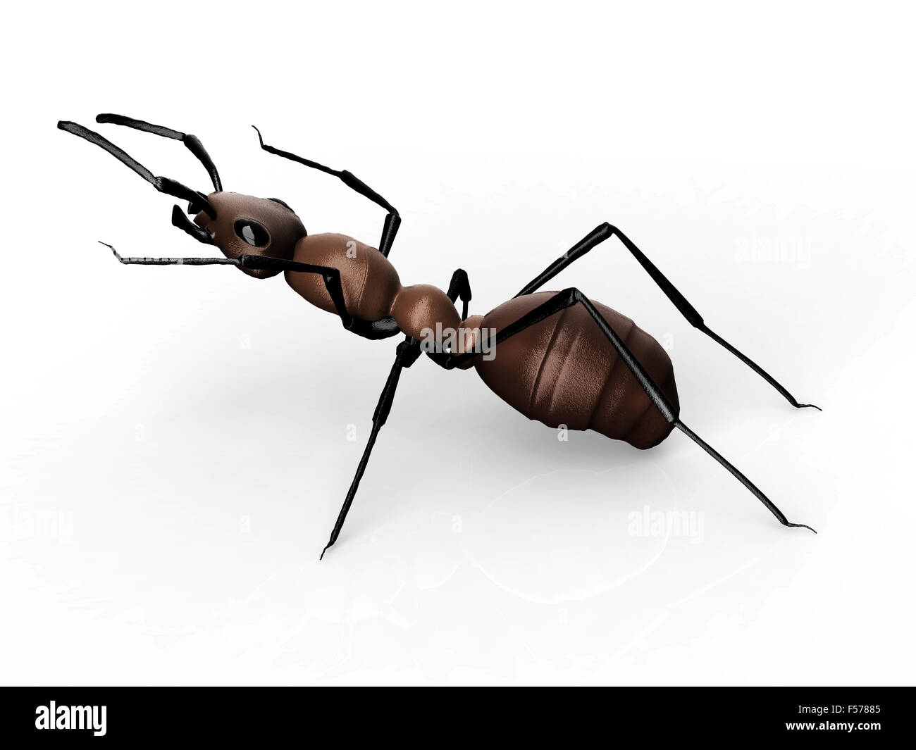 black ant isolated on a white background Stock Photo - Alamy