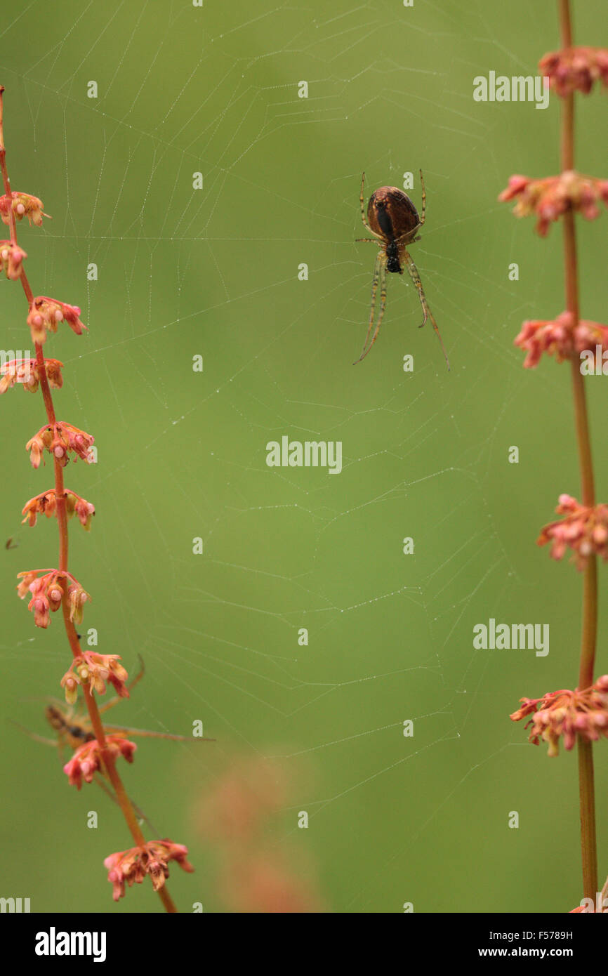 Webspinner insect hi-res stock photography and images - Alamy