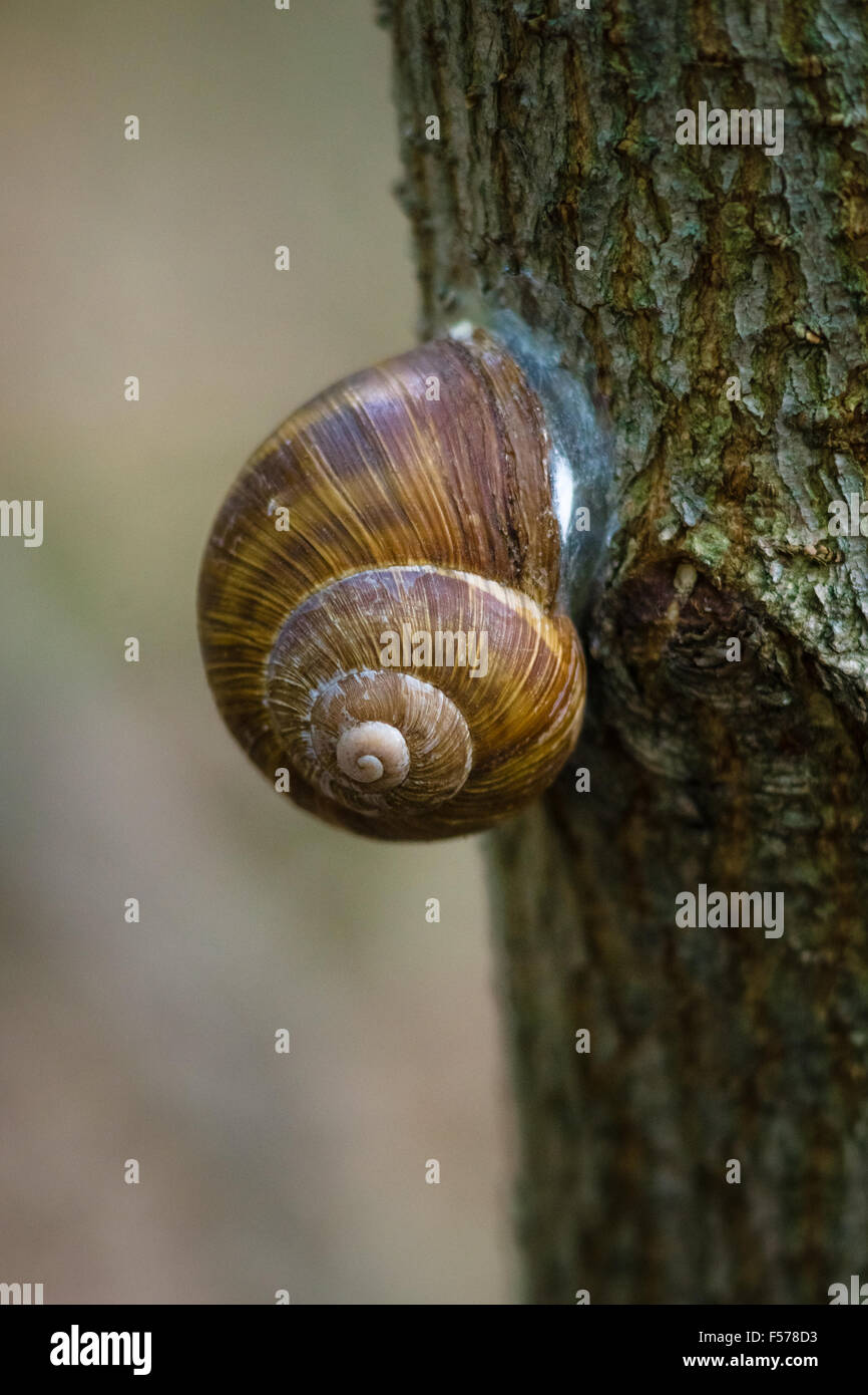 Snail on the tree Stock Photo - Alamy