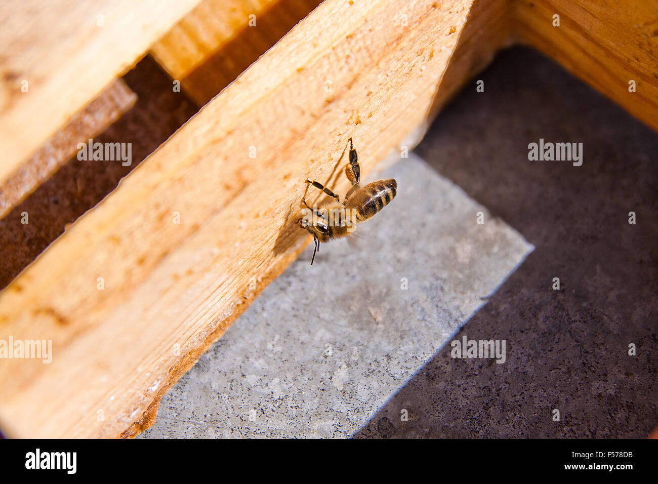 Busy bee, close up view of the working bee Stock Photo - Alamy