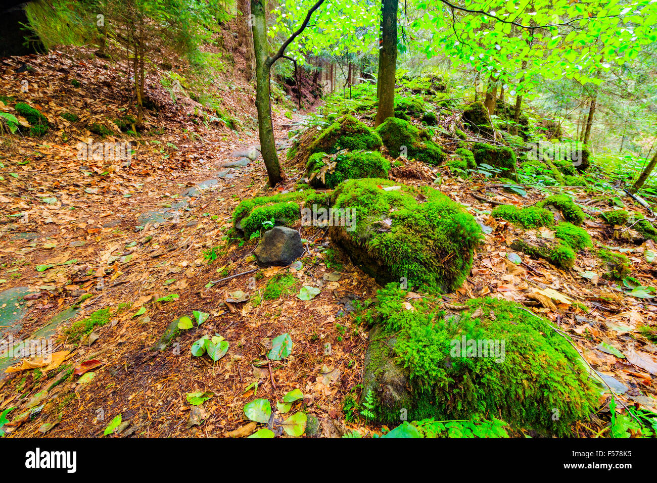 Virgin forest in the beginning of autumn, Ceske Svycarsko Stock Photo ...