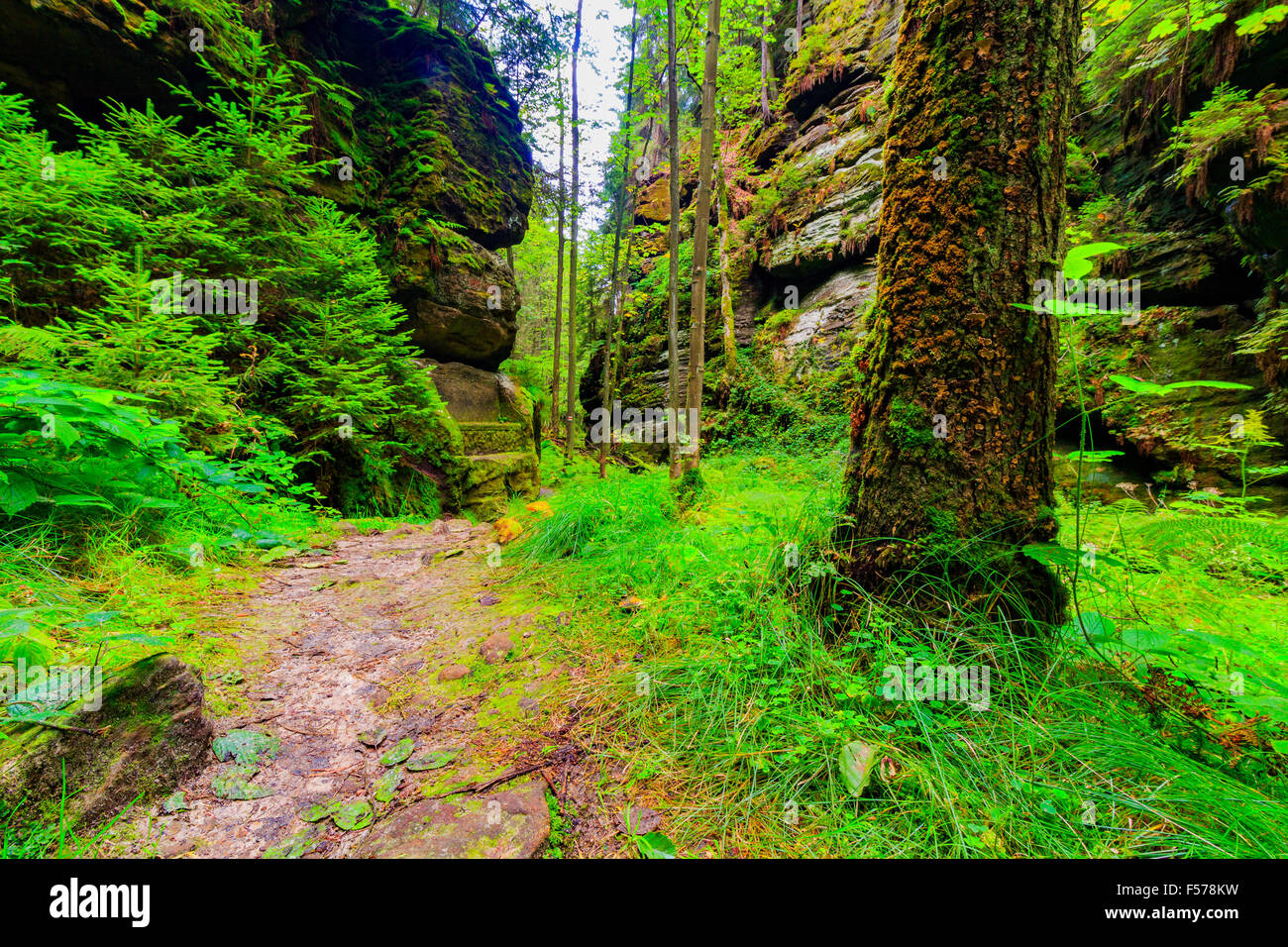 Virgin forest in the beginning of autumn, Ceske Svycarsko Stock Photo ...