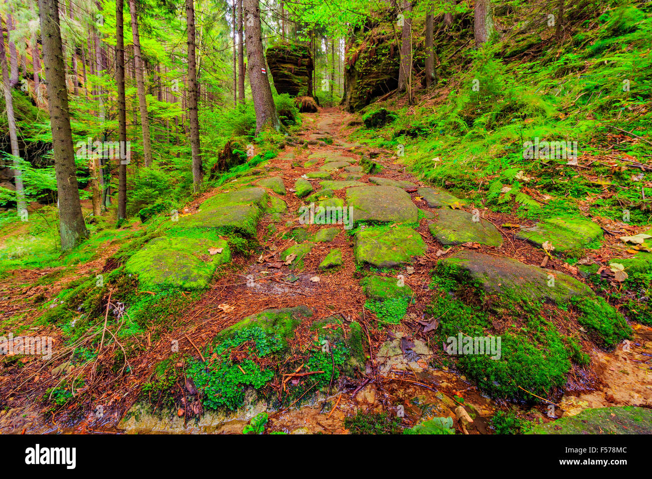 Virgin forest in the beginning of autumn, Ceske Svycarsko Stock Photo ...