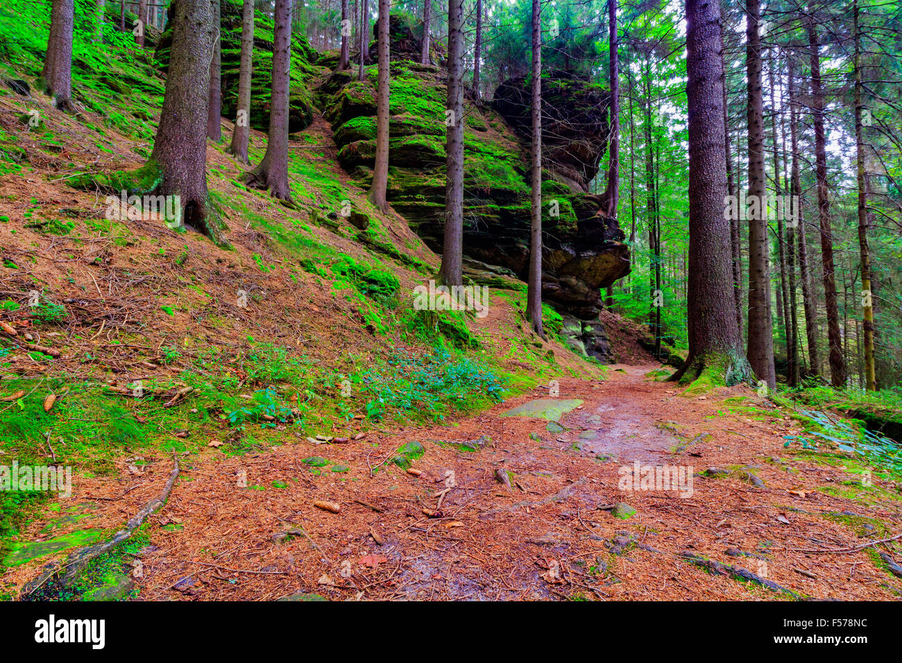 Virgin forest in the beginning of autumn, Ceske Svycarsko Stock Photo ...