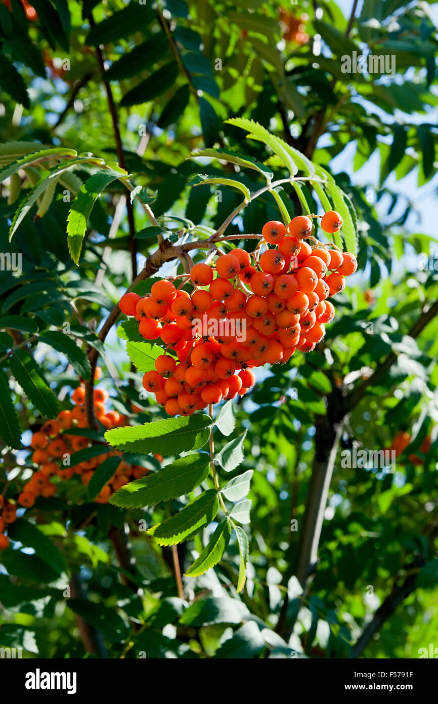 Rowan berry tree european hi-res stock photography and images - Alamy