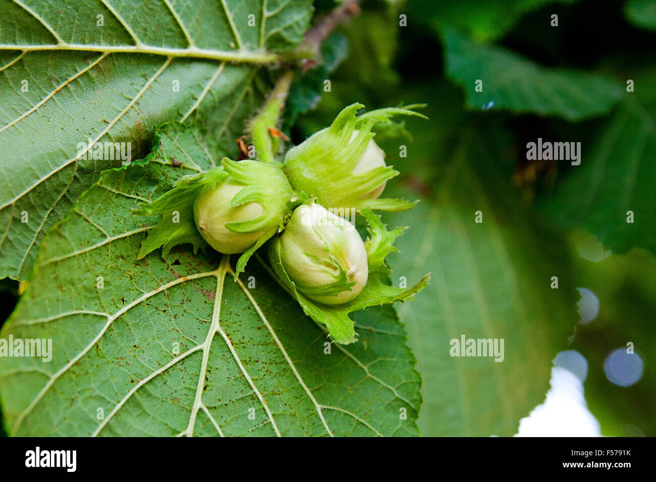 Hazelnut Tree