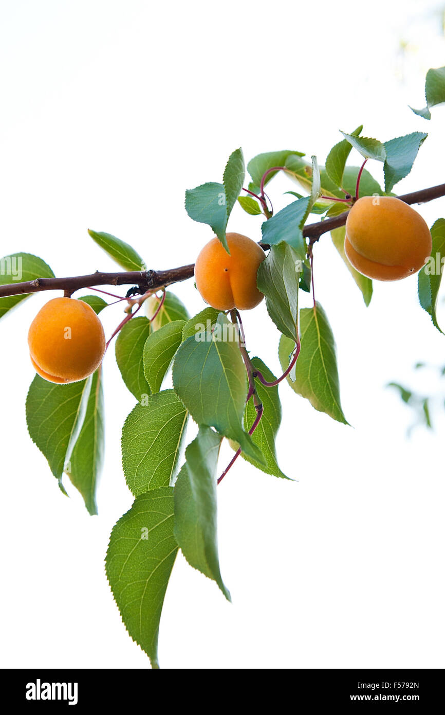 Branch of an apricot tree with ripe fruits Stock Photo - Alamy